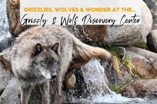 Grizzlies, Wolves & Wonder at the Grizzly & Wolf Discovery Center